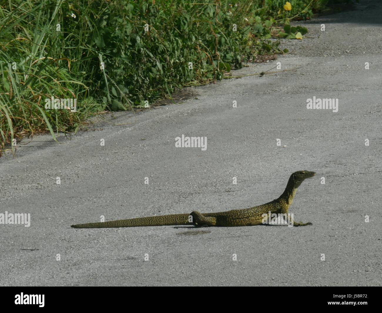 Lizard crossing the road hi-res stock photography and images - Alamy