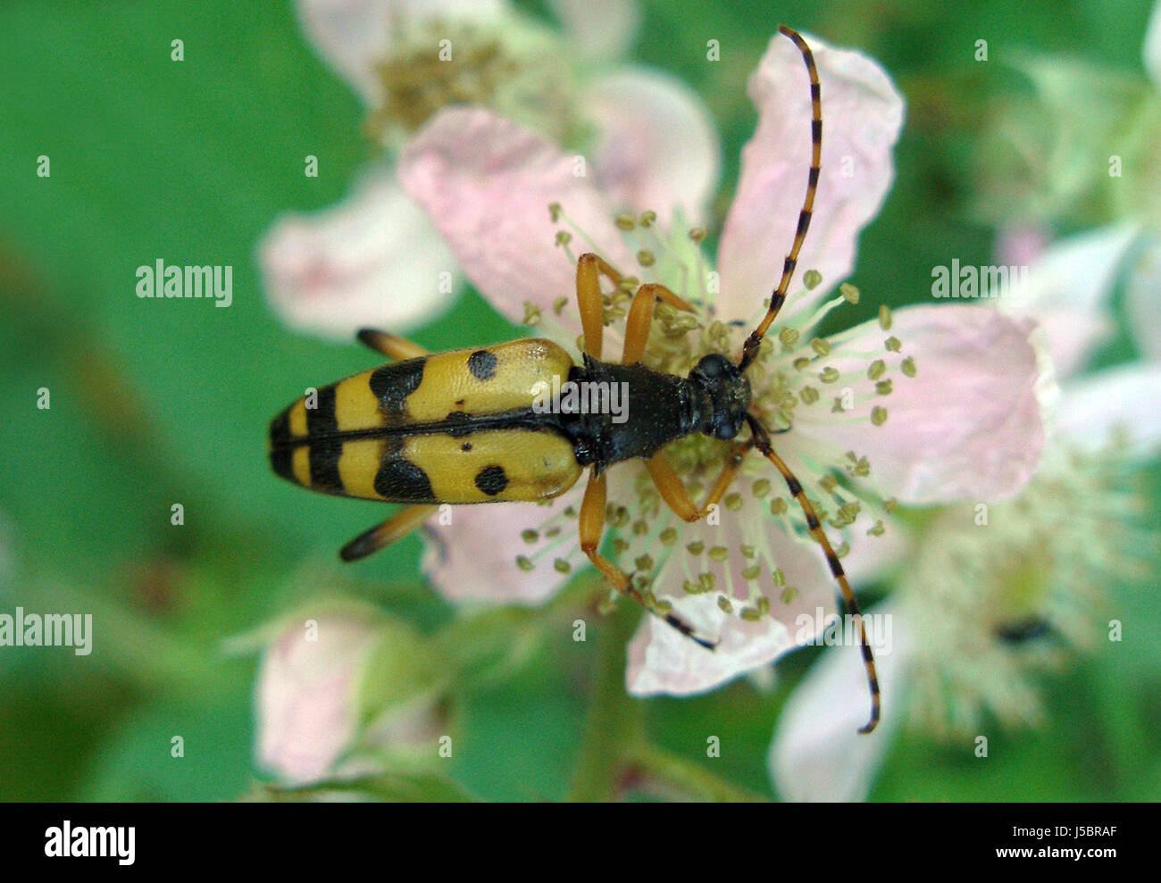 insect bloom blossom flourish flourishing beetle nature schmalbock ...