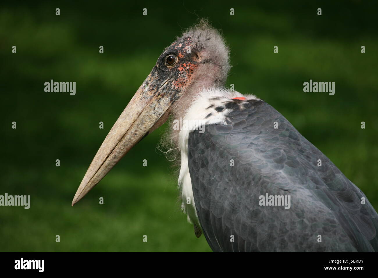 bird birds feathers beak scavenger feathering striking beaks marabou beauty Stock Photo - Alamy
