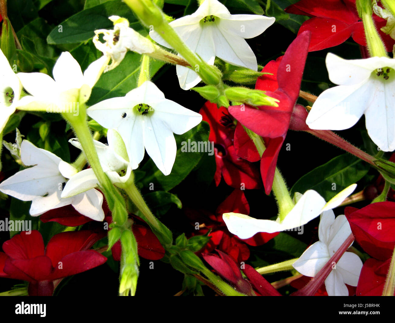 garden green leaves flower flowers plant stalk stem gardens red flower ...