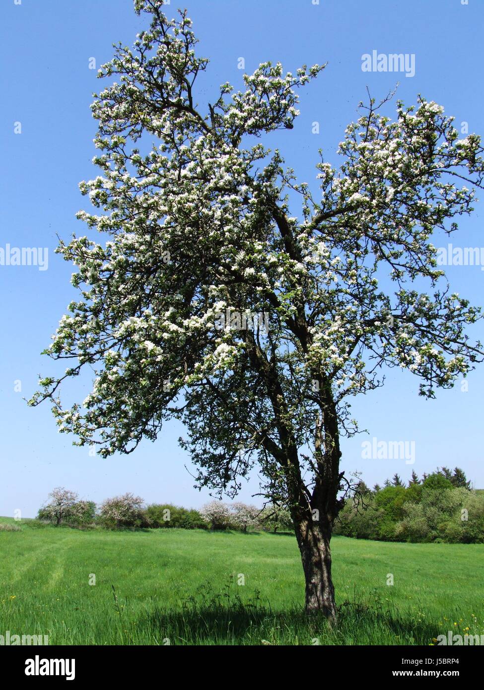 birnbaum in spring Stock Photo - Alamy
