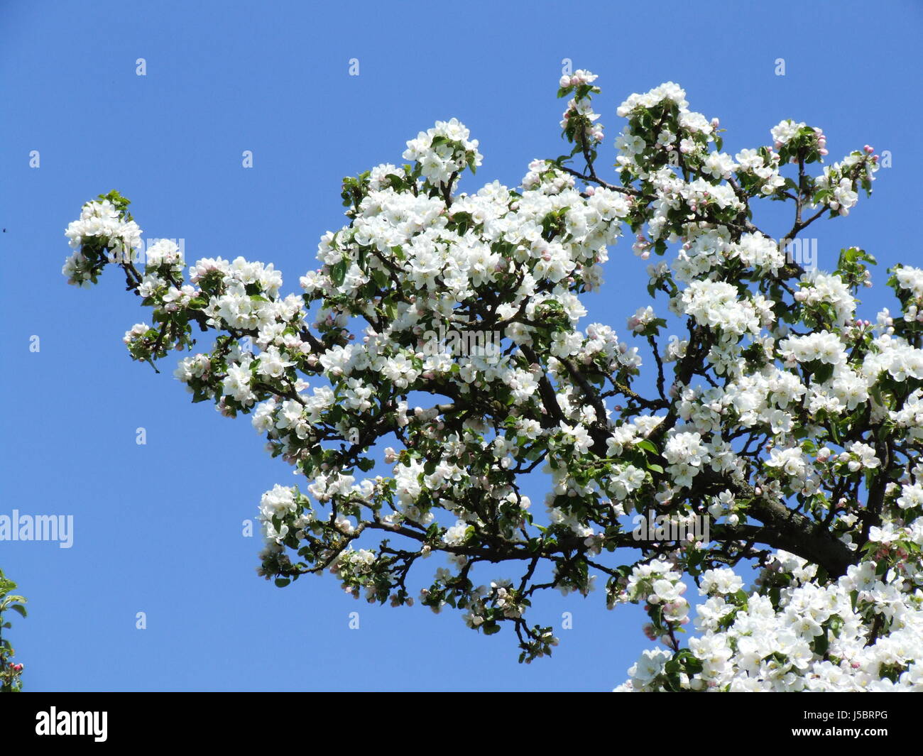 apple tree branch Stock Photo - Alamy
