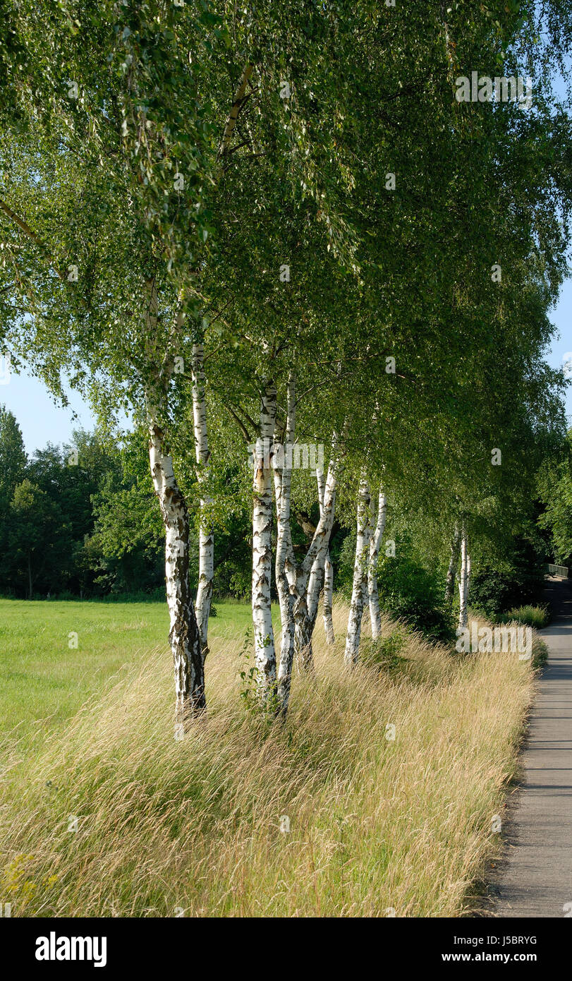 green,wood,deciduous tree,summer,summerly,birch,deciduous wood,meadow ...