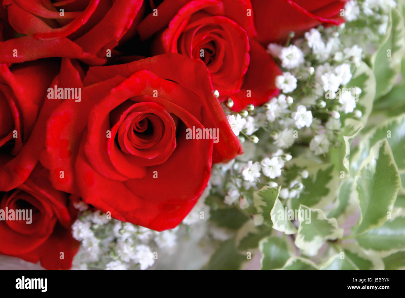 birth childbirth parturition delivery flower rose plant bloom blossom ...