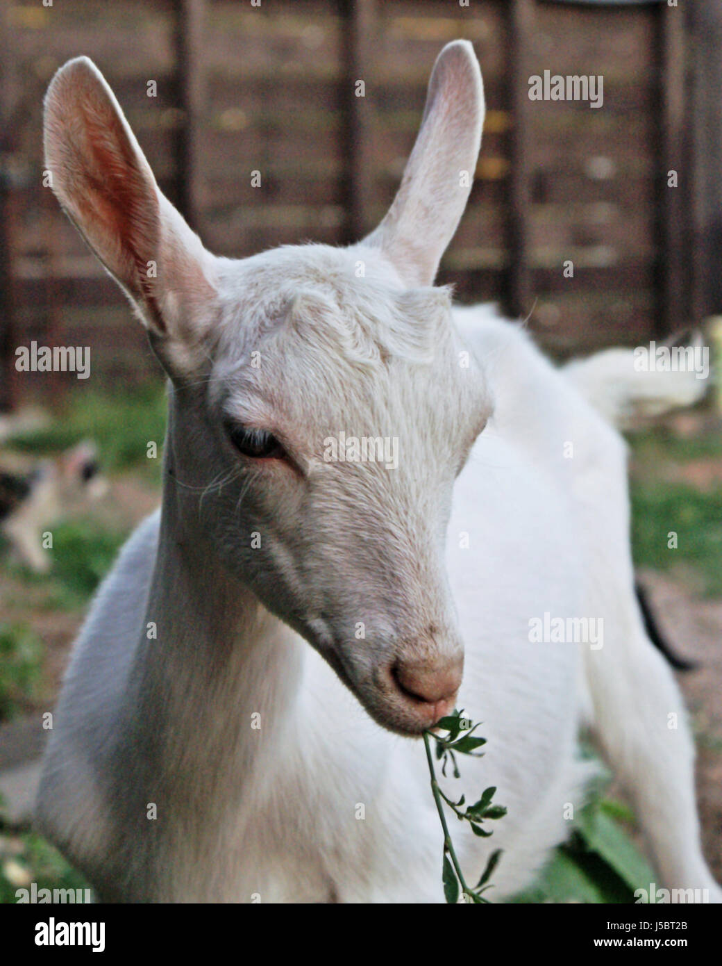 mammal goat eyes hairs look glancing see view looking peeking looking ...