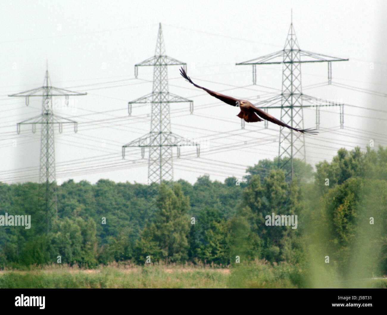 animal bird birds feathers fields approach hunting chase fly flies flys ...