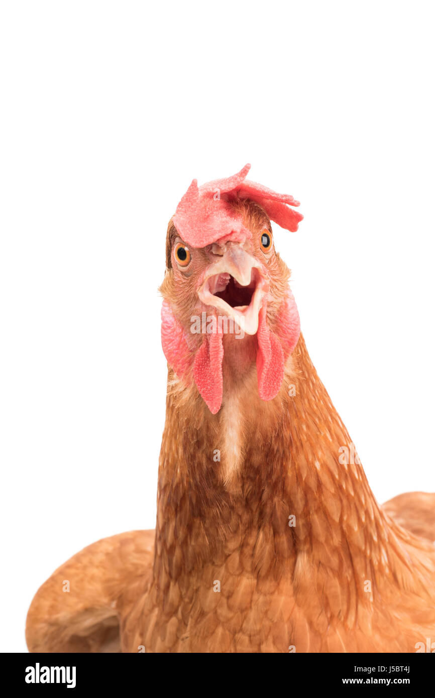 close up of brown chicken head open mouth surprising emotion isolated ...