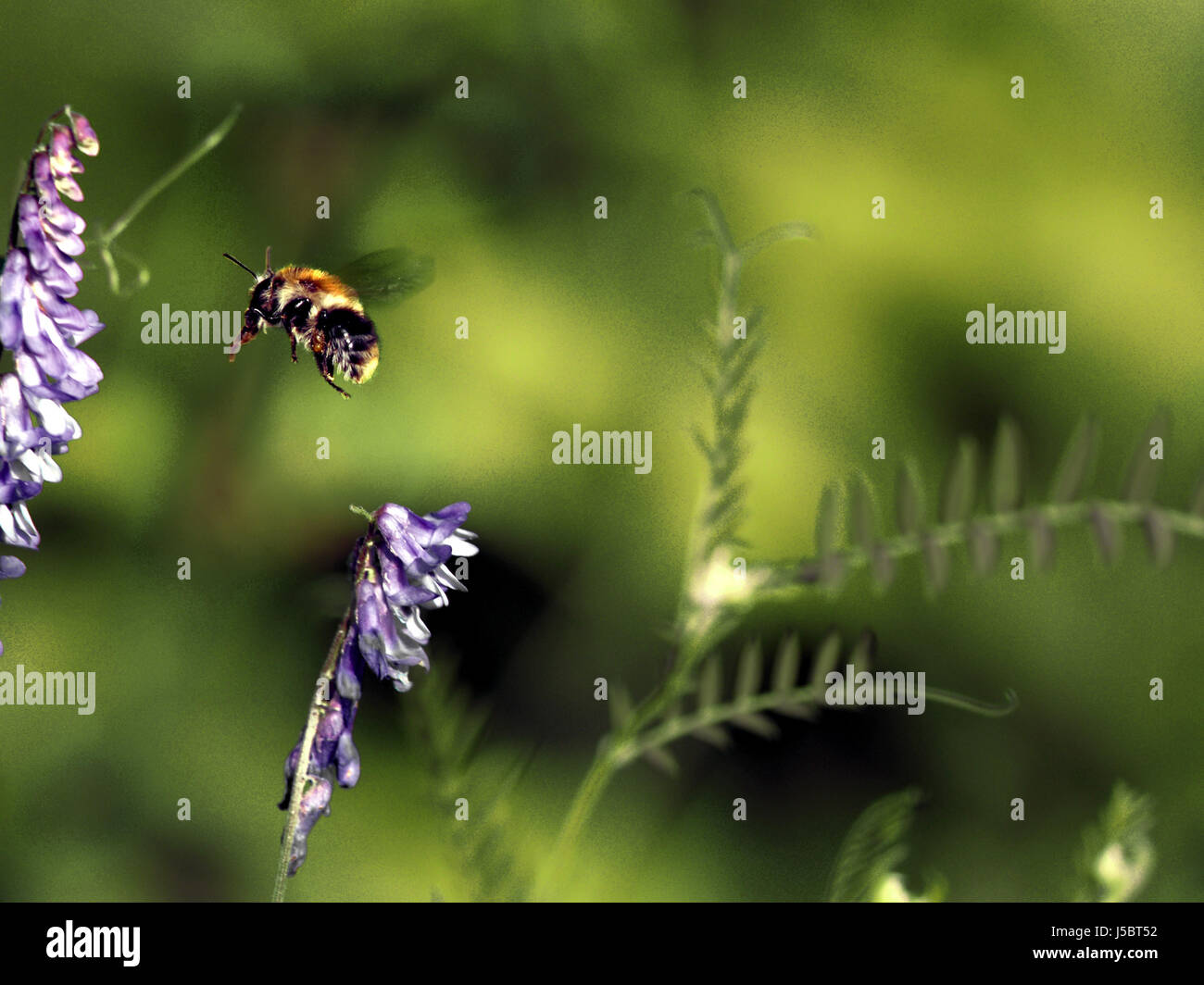 flight insect flower plant insects bumblebee flowers approach fly flies ...