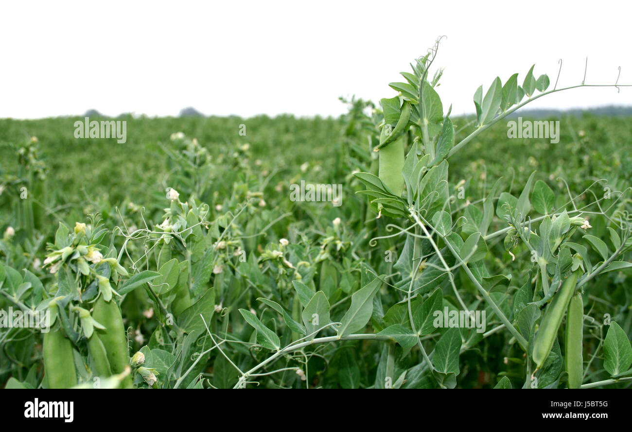 Leguminous crops hi-res stock photography and images - Alamy