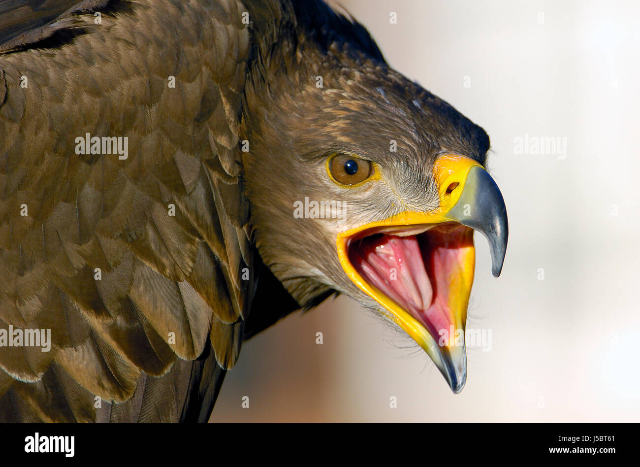 bird birds raptor birds of prey dynamics dynamism eagle strength force ...