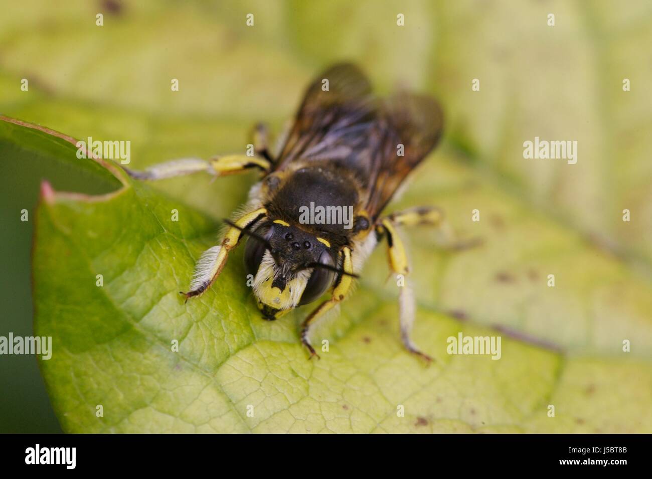 giant wasp ii Stock Photo - Alamy