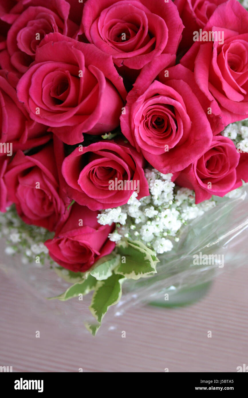 birth childbirth parturition delivery flower rose plant bloom blossom ...