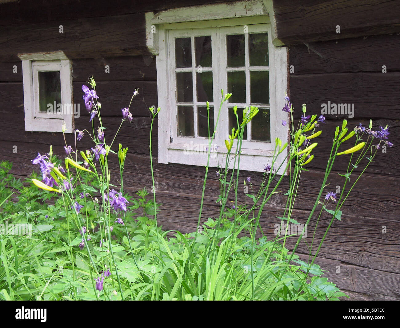 flowers outside the window Stock Photo - Alamy