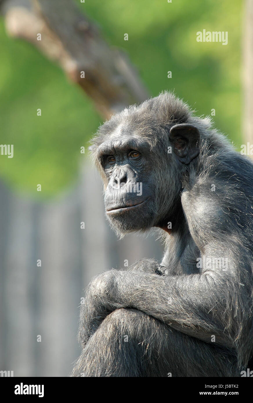 face portrait monkey look glancing see view looking peeking looking at ...