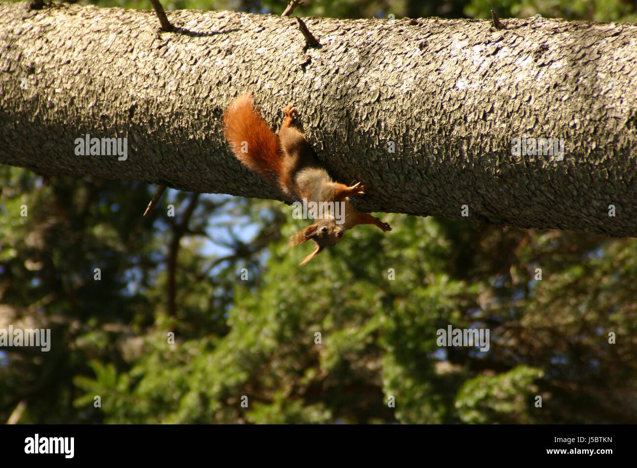 mammal spring bouncing bounces hop skipping frisks jumping jump ...