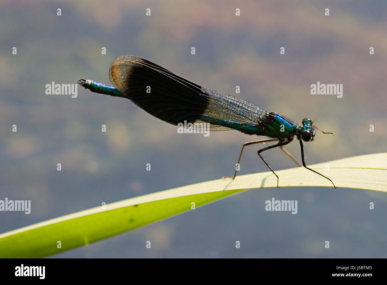 blue protected sheltered insects animals conservation of nature wing ...