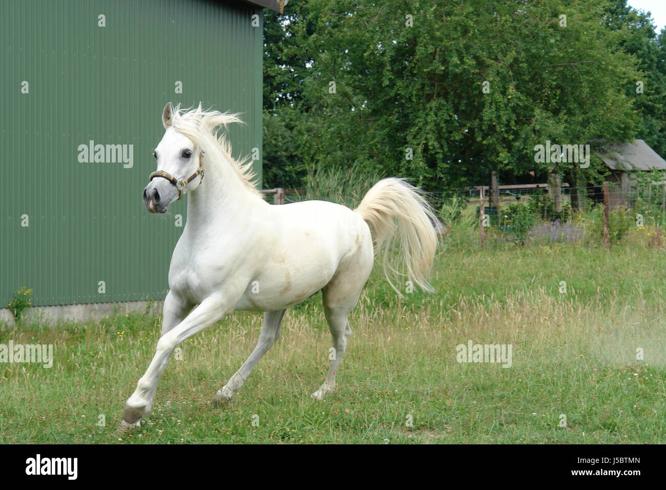 beautiful mare 2 Stock Photo - Alamy