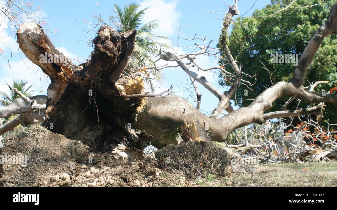 Fallen flame tree A flame tree falls to the ground in Saipan, Northern ...