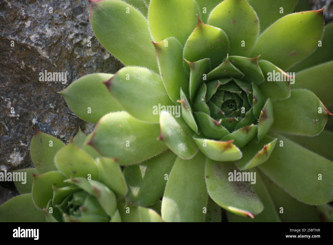 Steinrose hi-res stock photography and images - Alamy