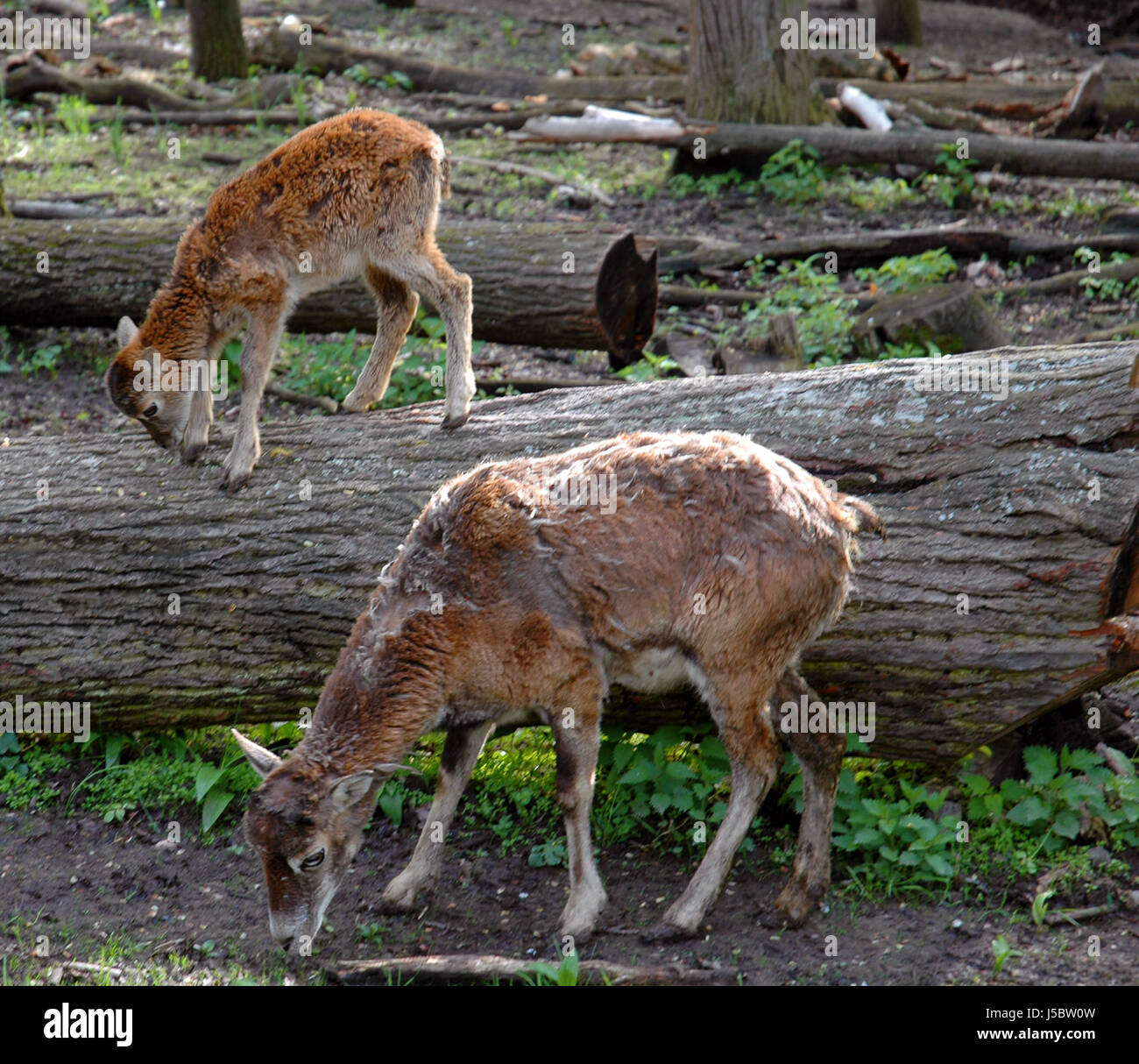 come out gross Stock Photo - Alamy