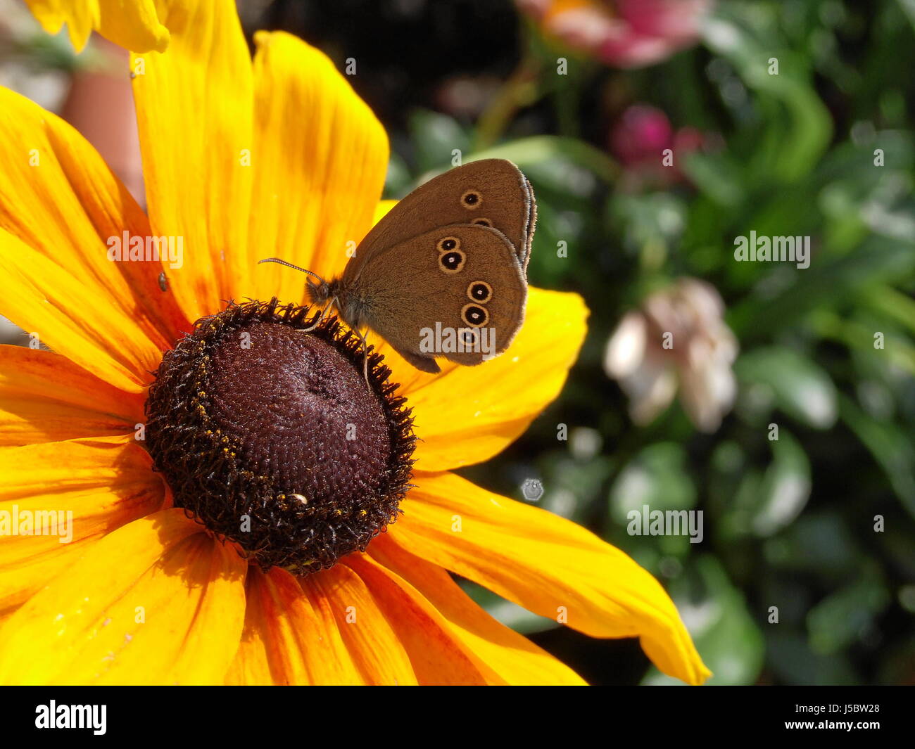 Ringlet aphantopus hyperanthus hi-res stock photography and images - Alamy