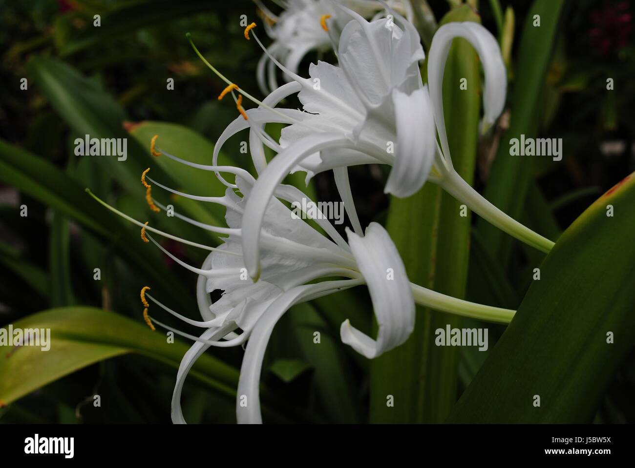 View white spider lily hi-res stock photography and images - Alamy