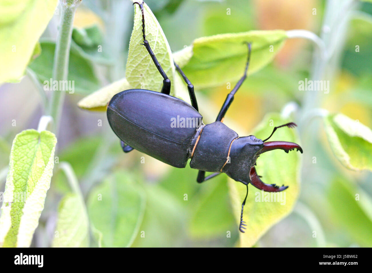 Put horns hi-res stock photography and images - Alamy