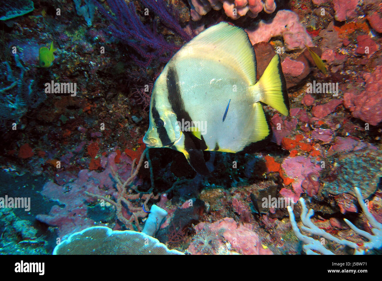 Putzer hi-res stock photography and images - Alamy