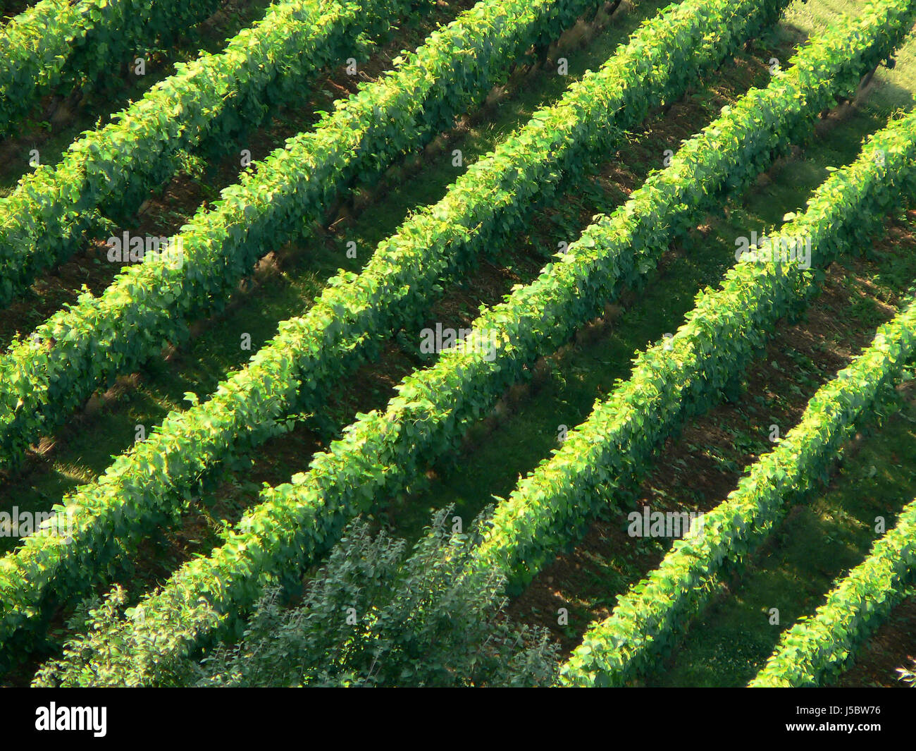 diagonal vineyard vines france alsace common grape vines vine grape ...