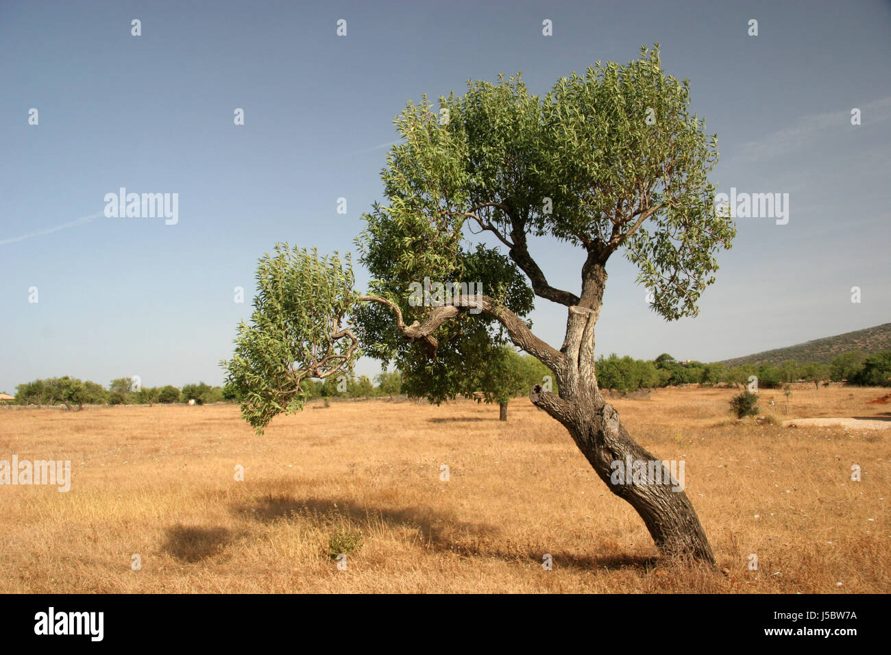 blue bucolic tree green mallorca summer summerly spain skew heat south ...