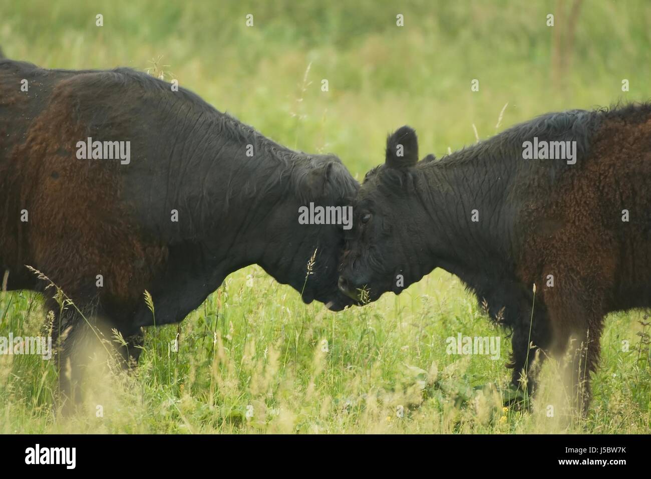 tele cattle pigheaded people meadow bulls willow bullenkampf ...
