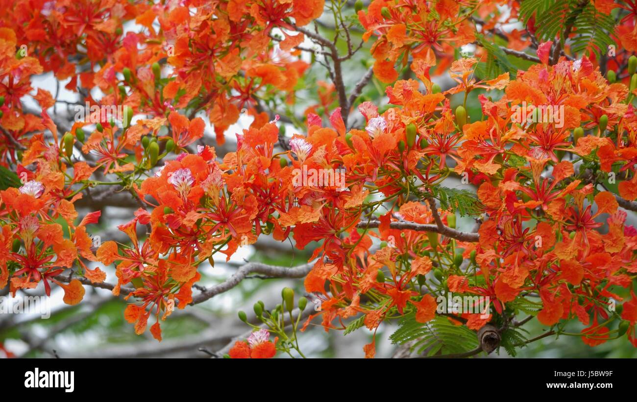 Fiery red branches of flame tree flowers in the Northern Mariana ...
