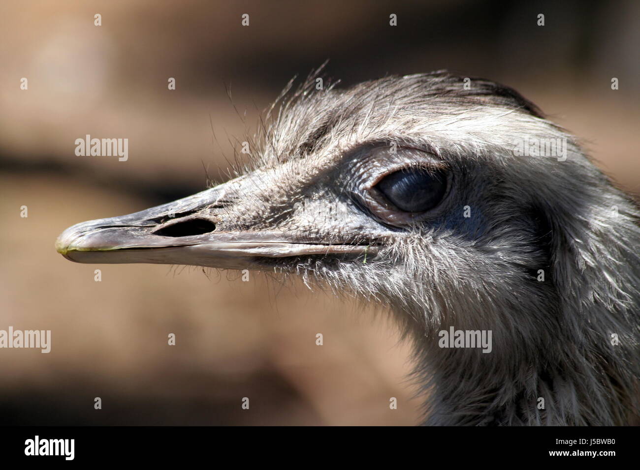 bird birds beak beaks cursorial birds head nandu laufvogel urkiefervgel ...