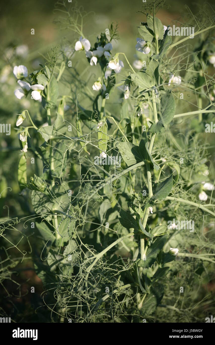 Garden pea pisum sativum ssp hi-res stock photography and images - Alamy
