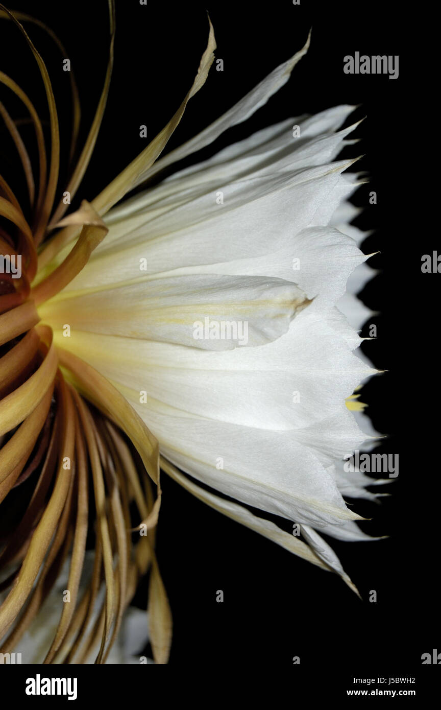 queen of the night 2 Stock Photo - Alamy