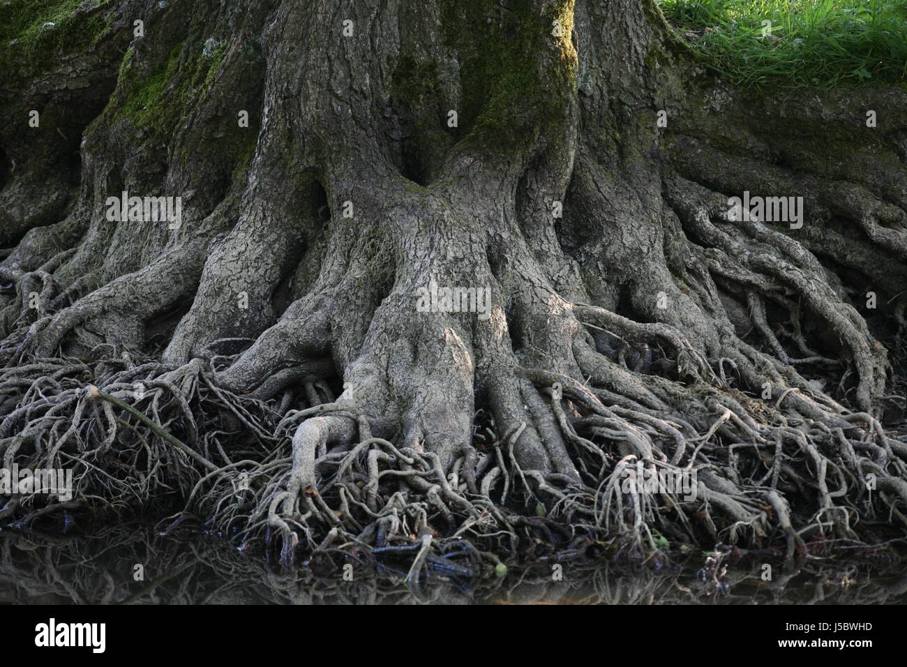 big large enormous extreme powerful imposing immense relevant tree ...