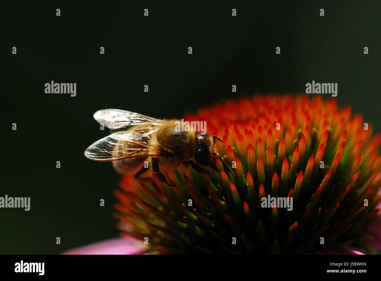 garden flight insect flower plant insects green bloom blossom flourish ...