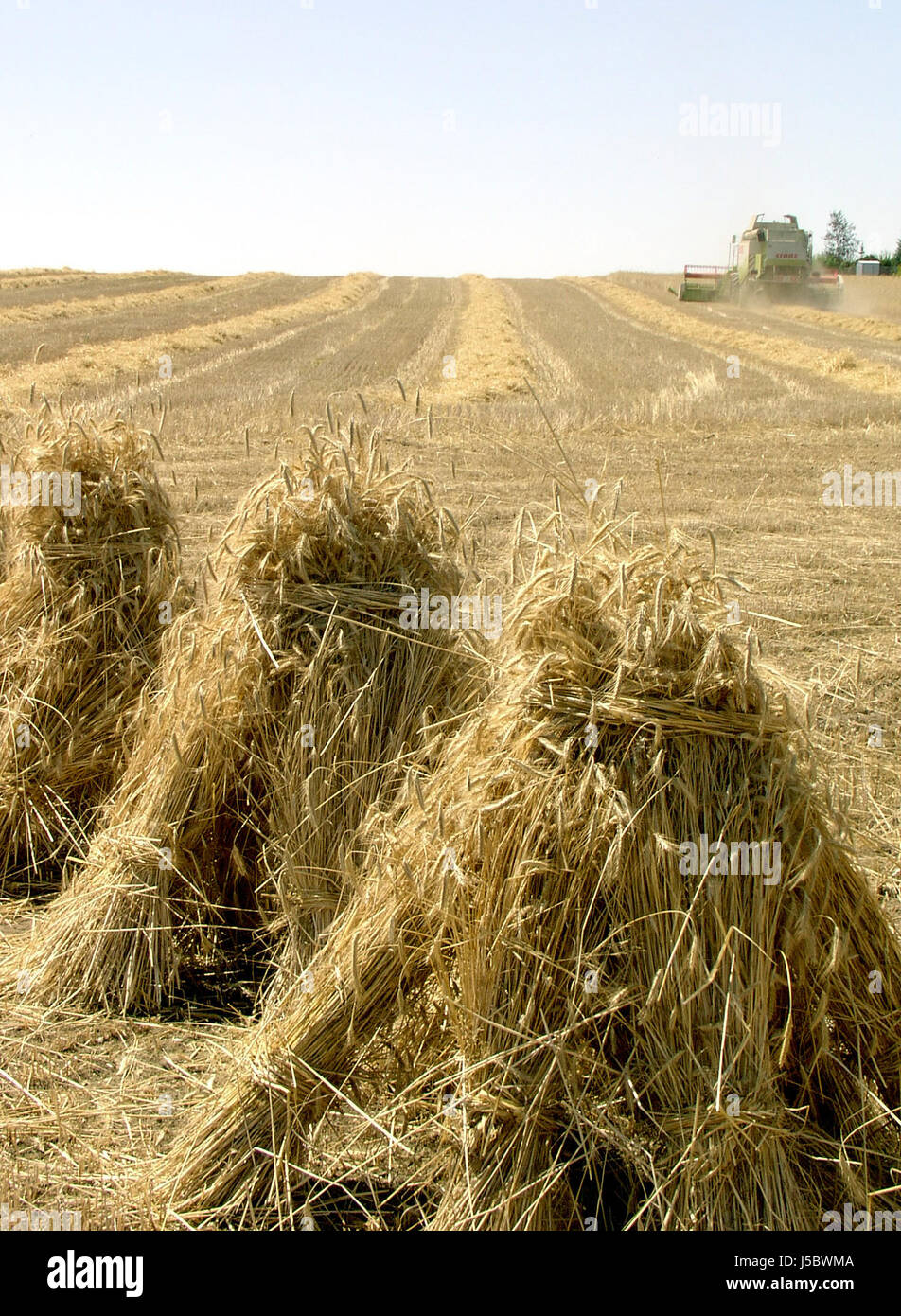 bread dust agriculture farming field grain golden dolls wheat flour dry ...