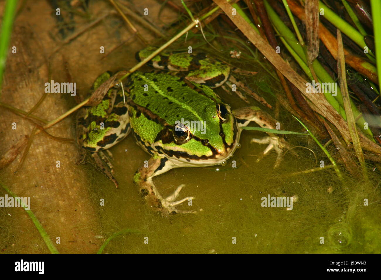 frog (8) (2 Stock Photo - Alamy