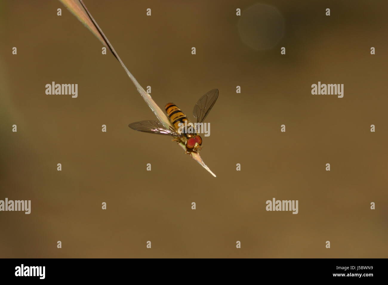 animal insect wing hairs hairy fly sits camouflage blade of grass ...