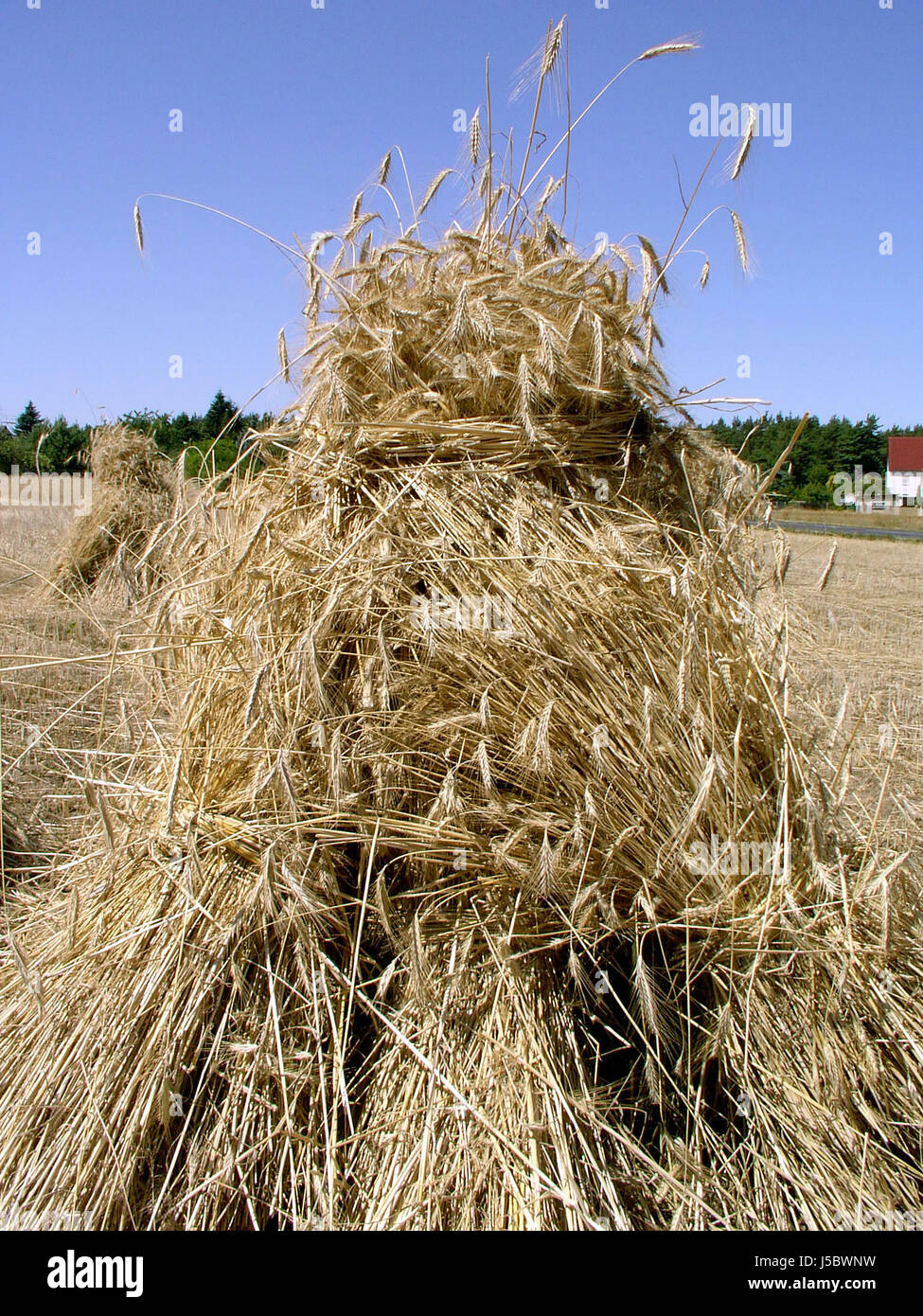 bread dust agriculture farming field grain golden dolls wheat flour dry ...