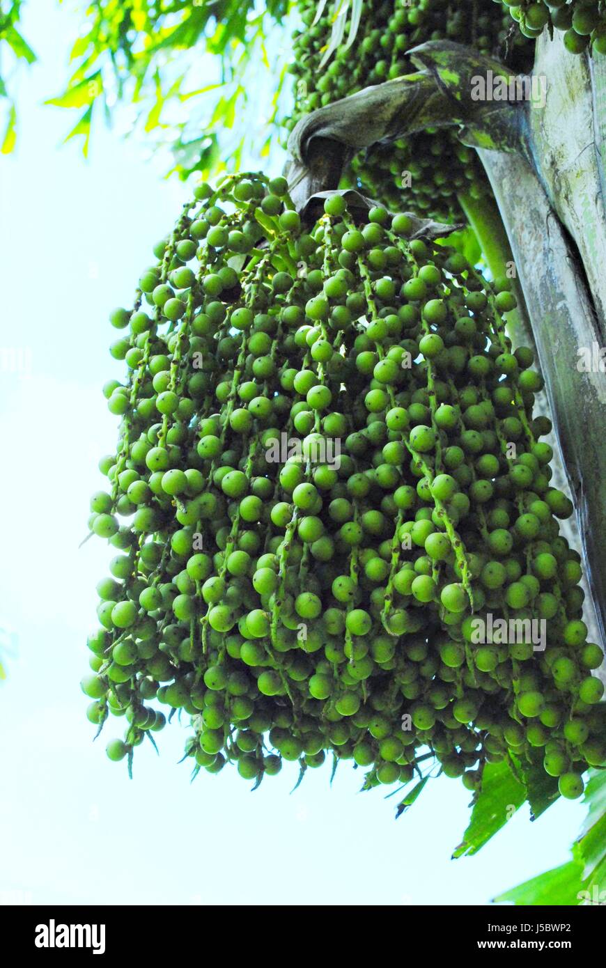 Bunch of green betel nut palm hanging from the tree Stock Photo - Alamy