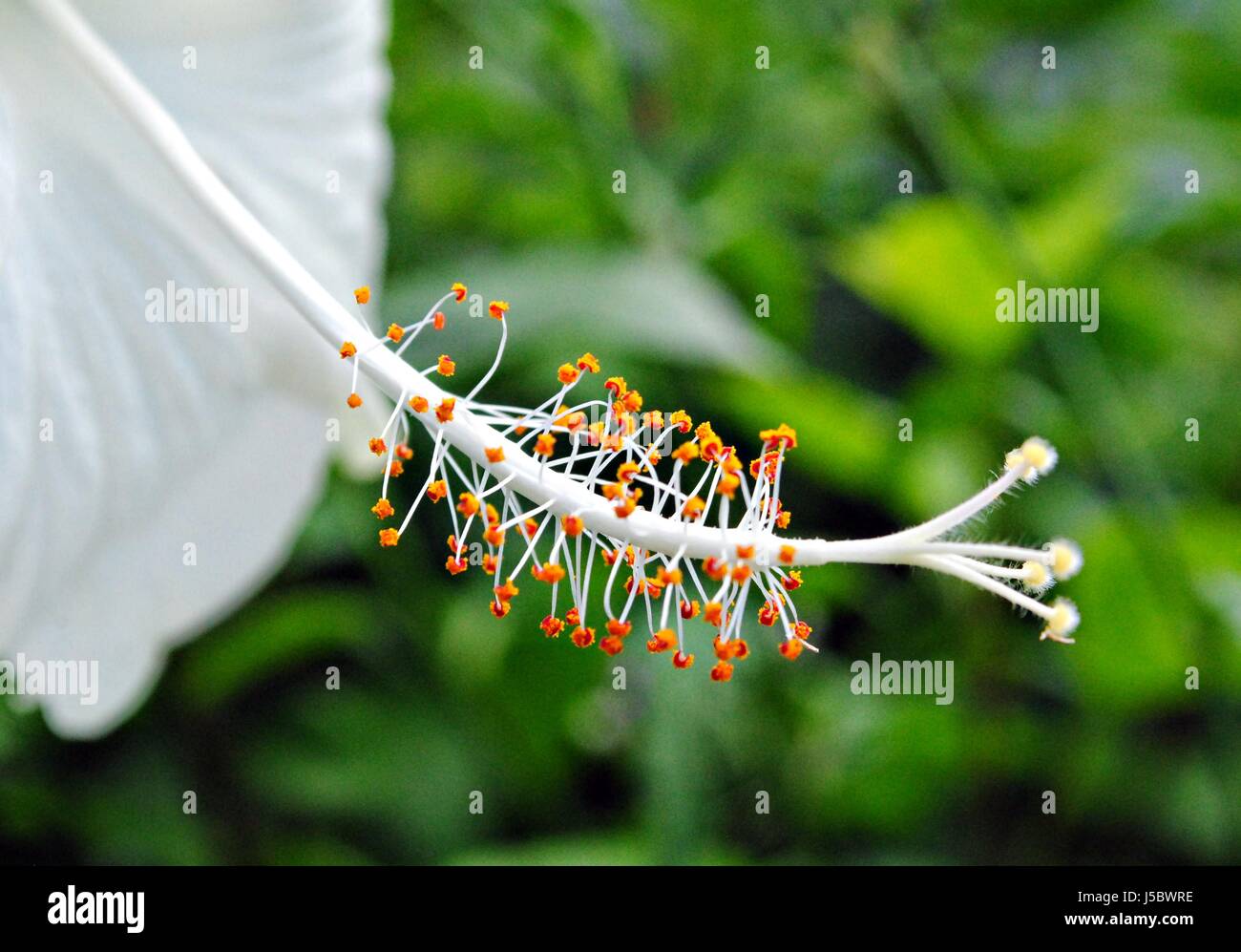 Hibiscus, called gumamela in the Philippines Stock Photo - Alamy