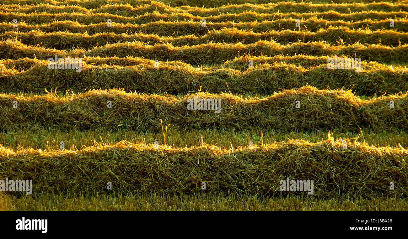 flash in the pan Stock Photo - Alamy