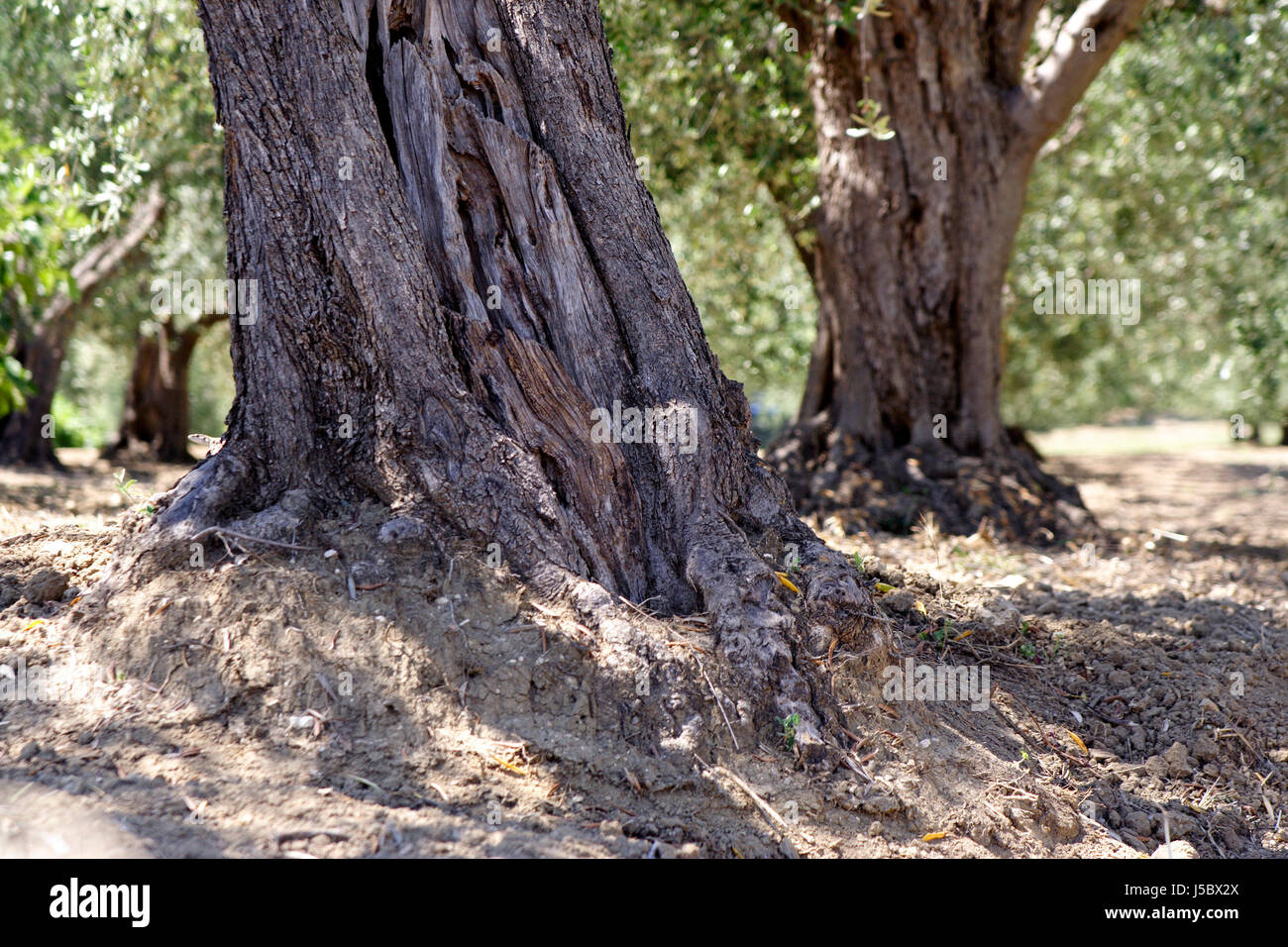 trunk of an olive tree Stock Photo - Alamy
