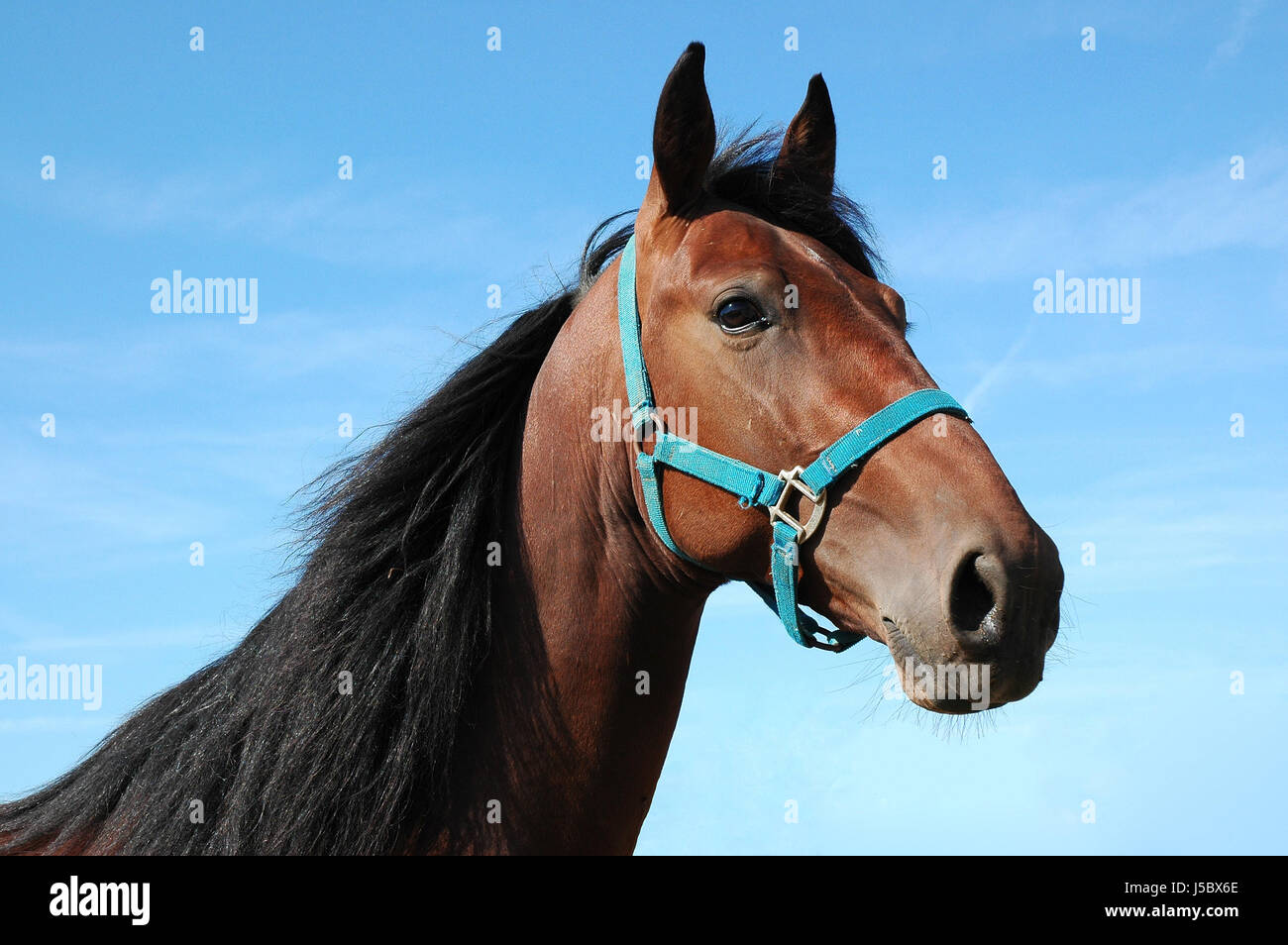 Ulli hi-res stock photography and images - Alamy