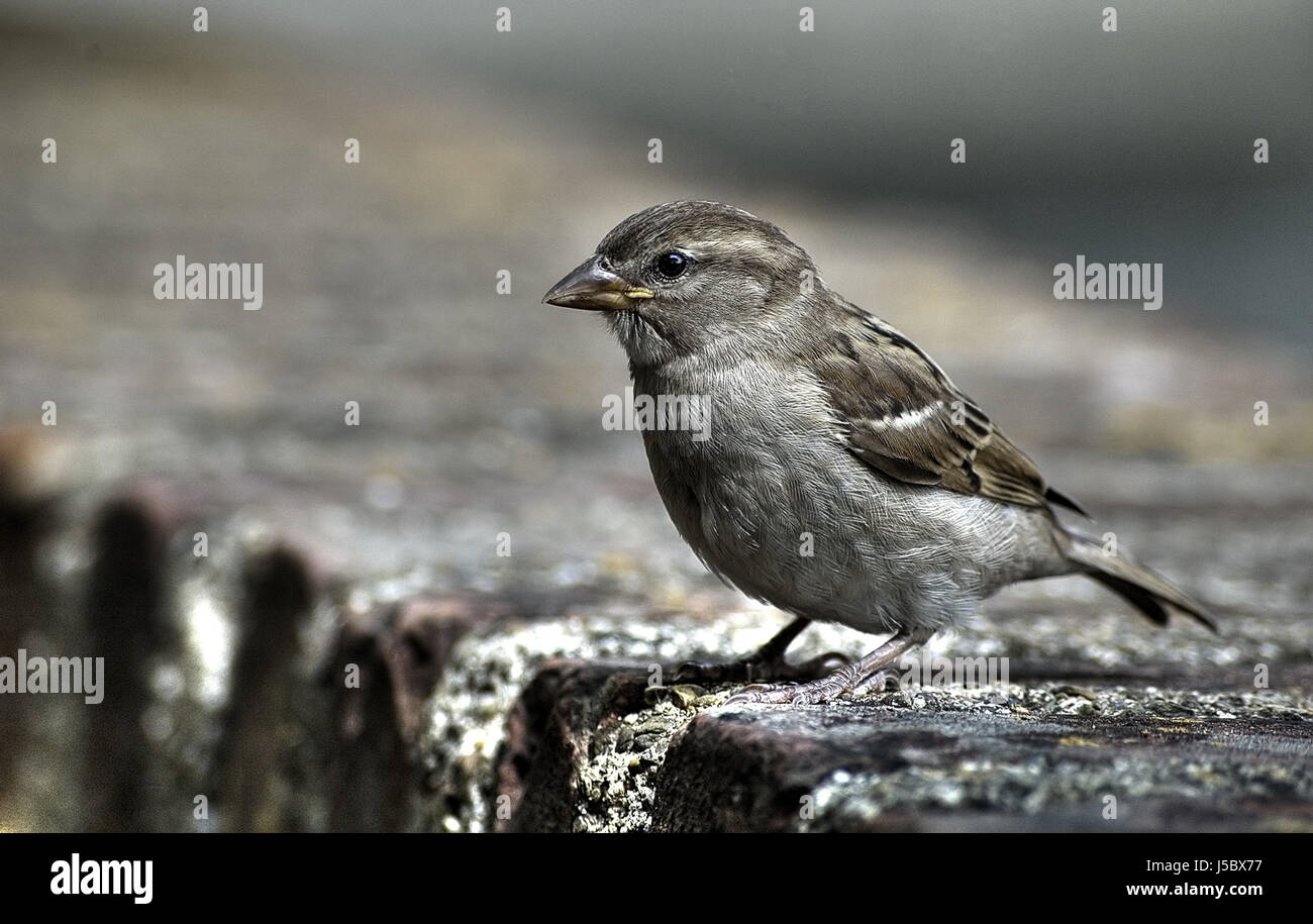 Ulmer spatz hi-res stock photography and images - Alamy