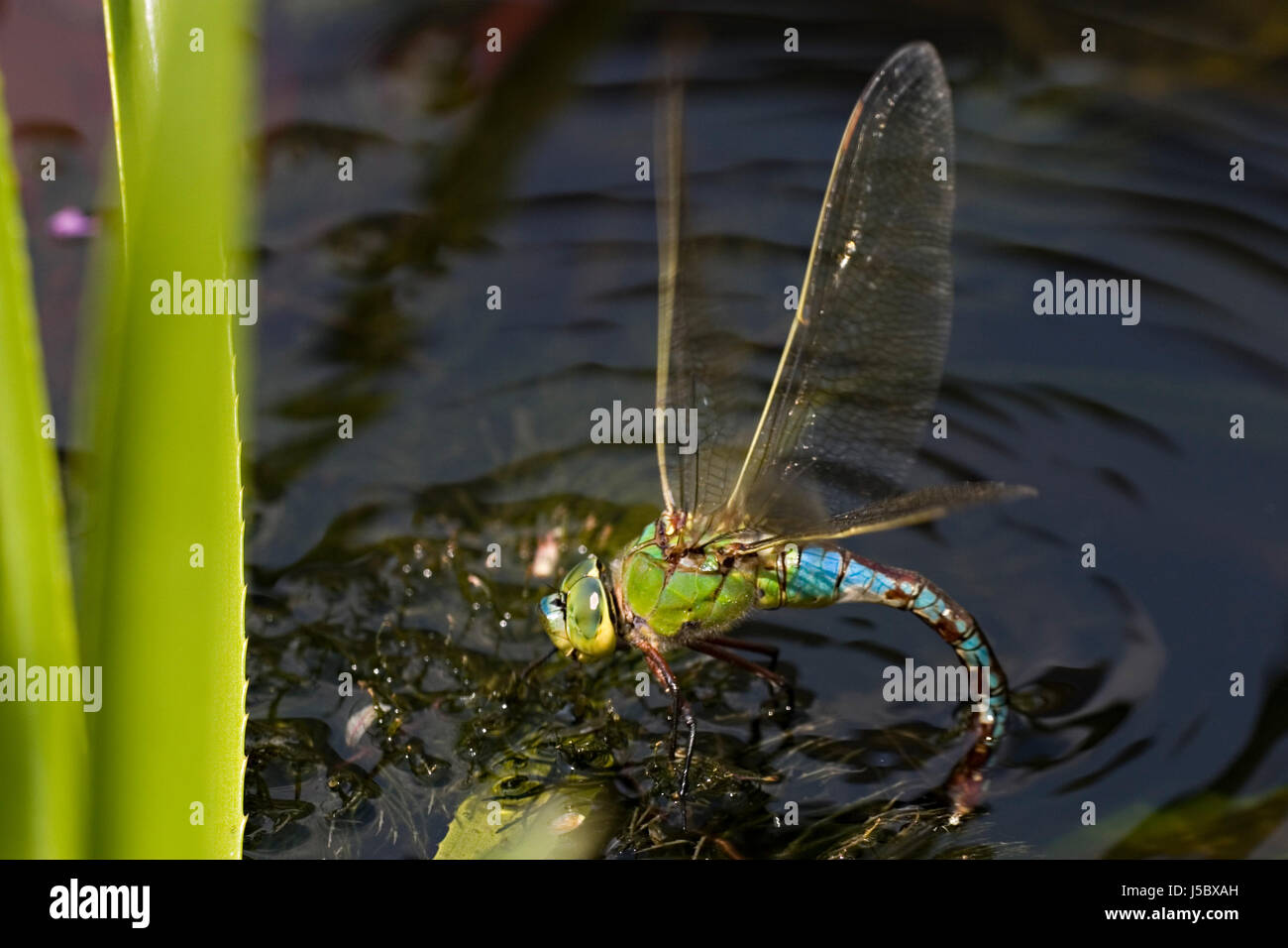 waters insects animals wing fresh water pond water dragonflies eggs ...