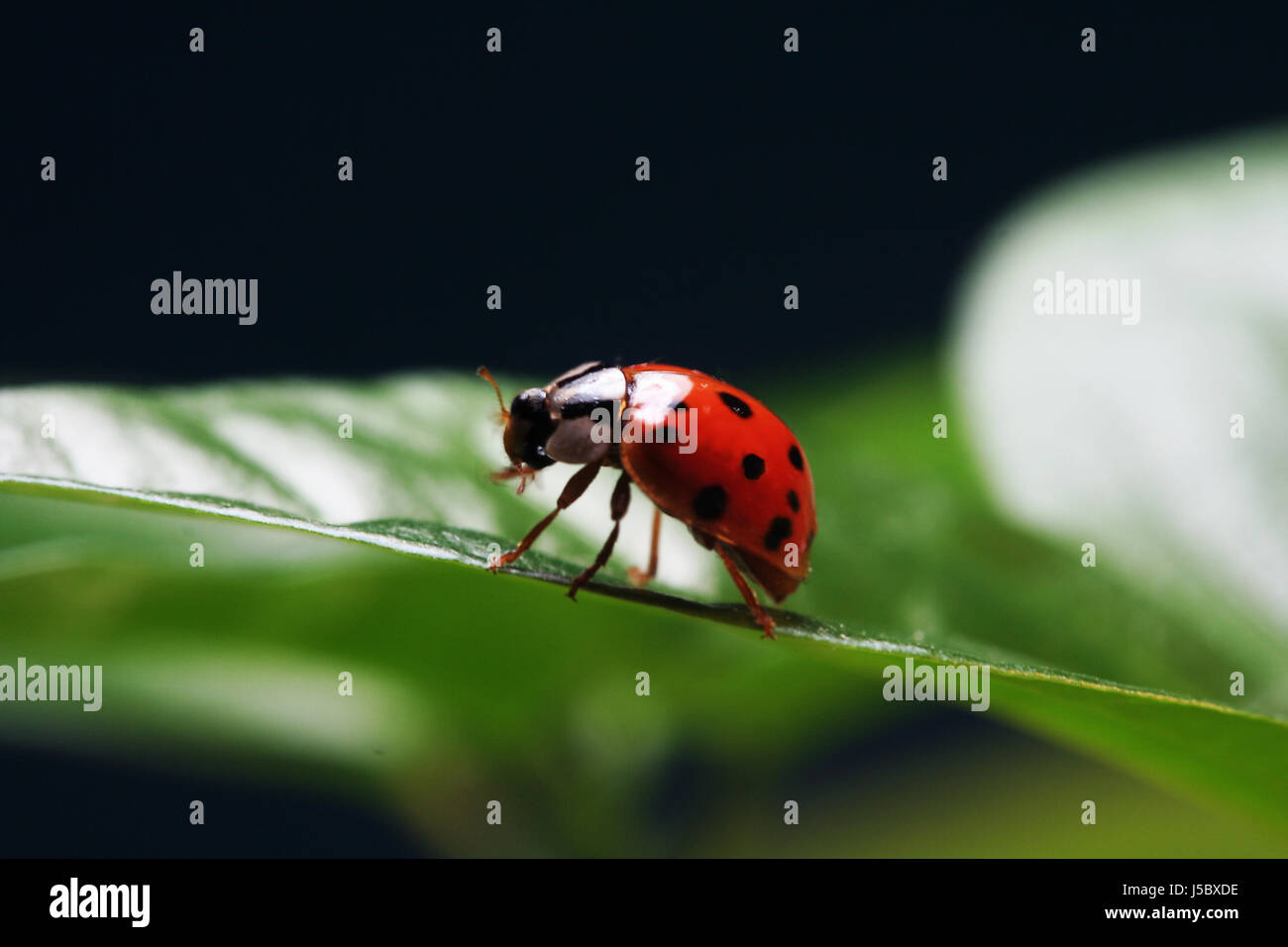 Balancing Act High Resolution Stock Photography and Images - Alamy