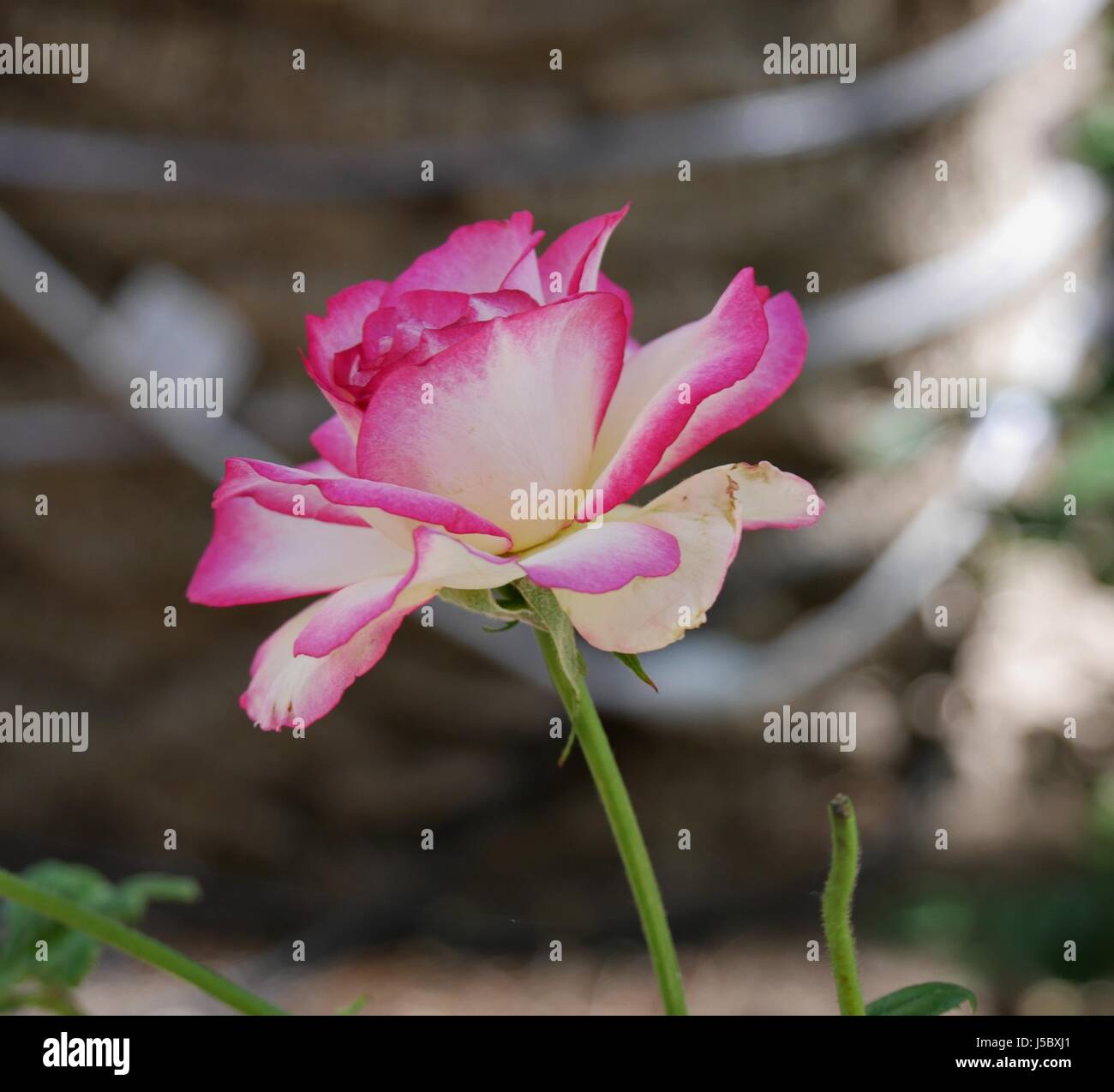 White rose with pink tips hi-res stock photography and images - Alamy